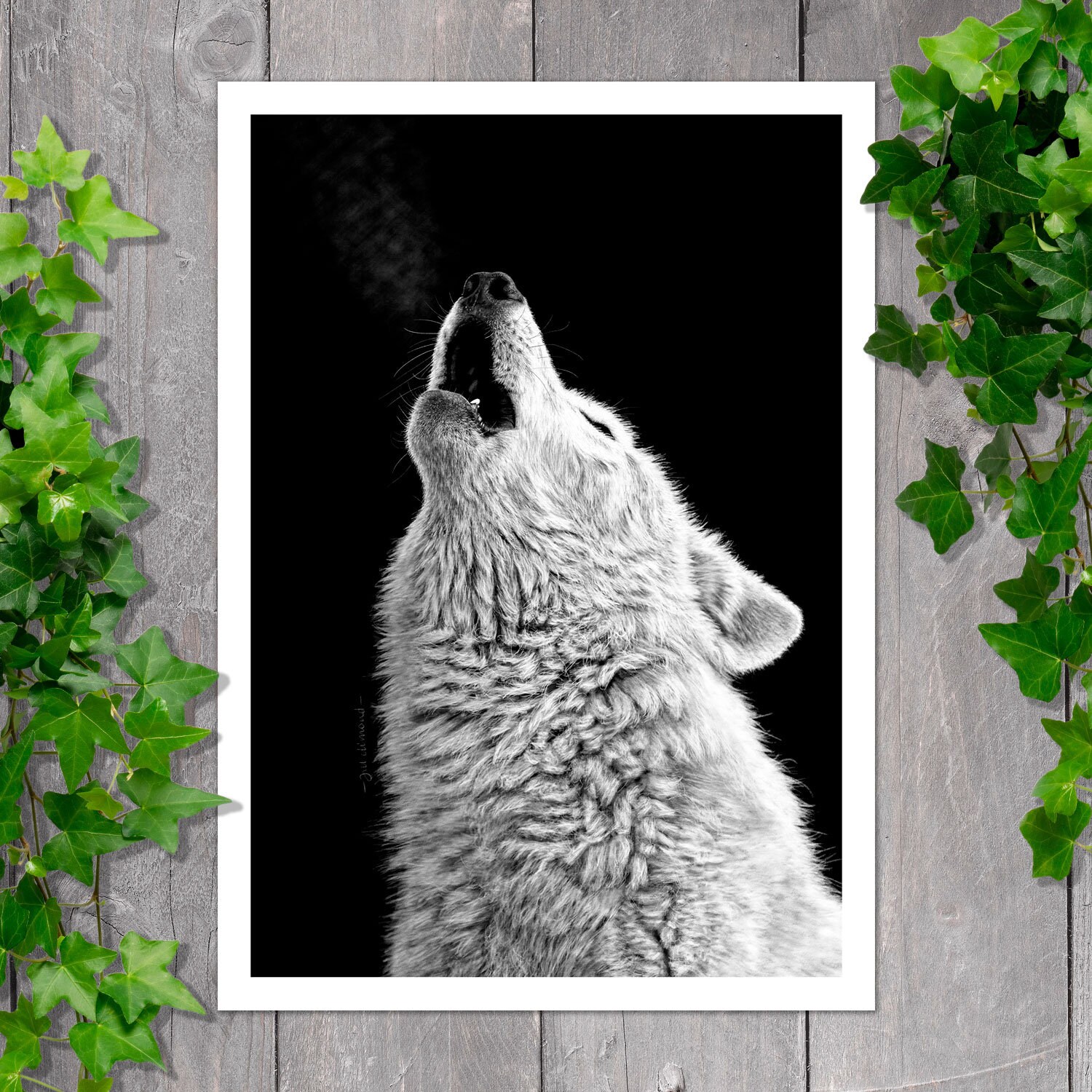 Howling Wolf Art Prints A3 A4 A5 Sizes White Wolf - Etsy