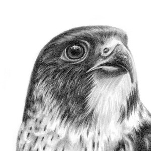 Peregrine Falcon Art Prints - A3, A4, A5 Sizes - Falcon Drawing - Falco ...