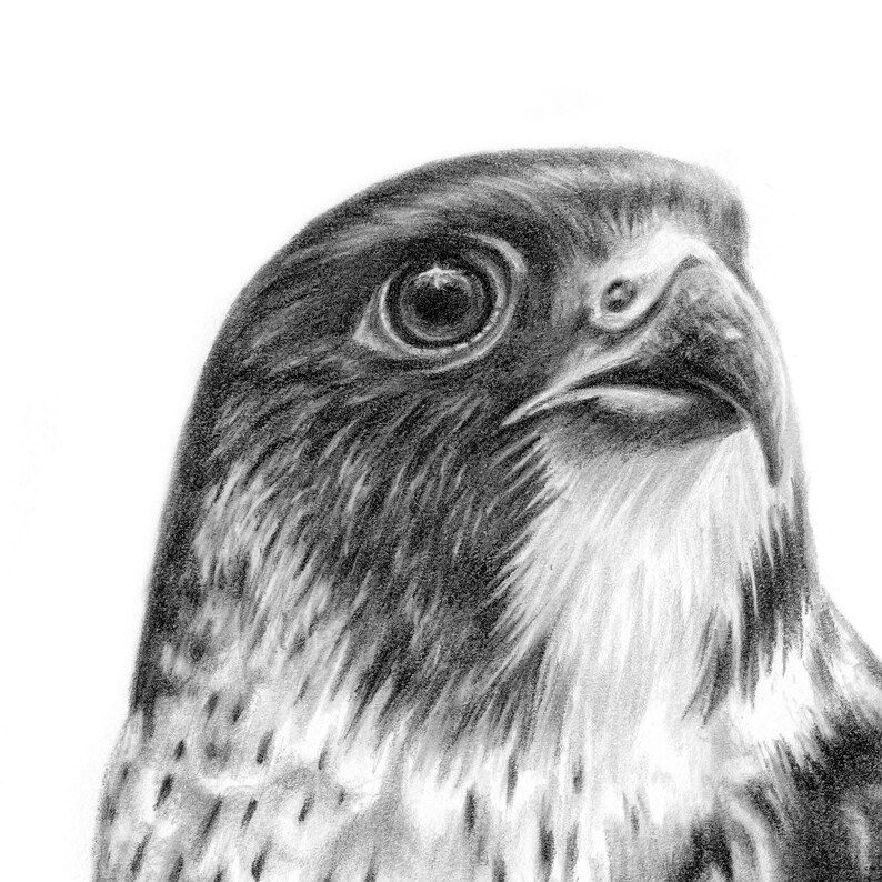 Peregrine Falcon Art Prints A3, A4, A5 Sizes Falcon Drawing Falco ...