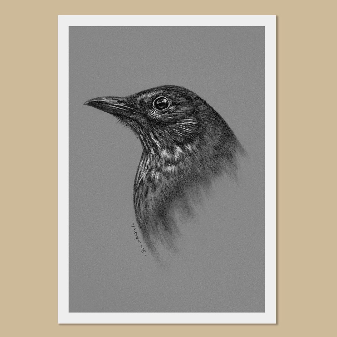 Female Blackbird Art Prints, A3, A4, A5 Sizes, Turdus Merula, British ...