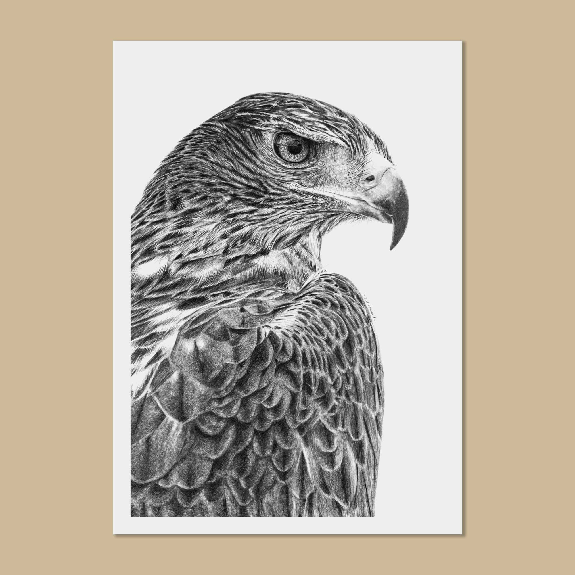 Golden Eagle Art Prints A3, A4, A5 Sizes Aquila Chrysaetos Eagle Pencil ...