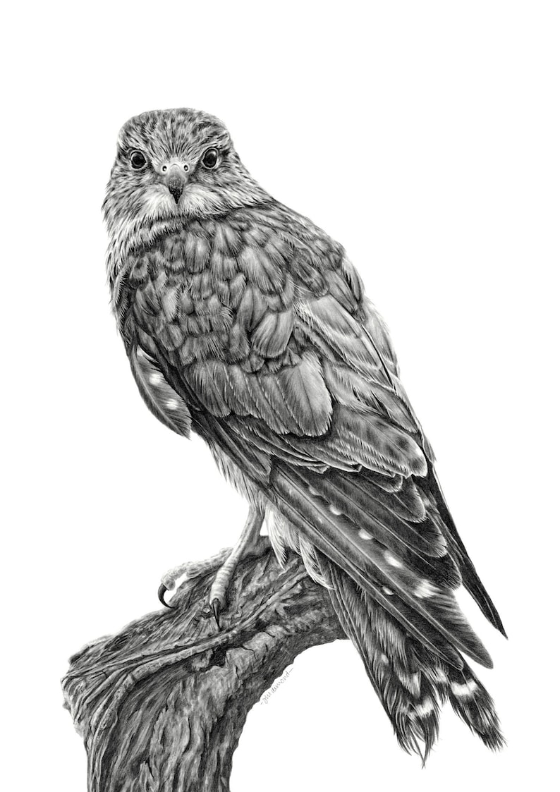 Female Merlin Art Prints A3 A4 A5 Sizes Falco - Etsy