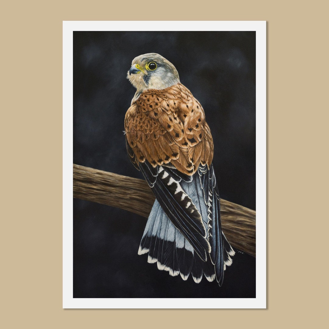Male Common Kestrel Art Prints, A3 & A4 Sizes, Falco Tinnunculus, Falcon Painting, Gift for Bird ...