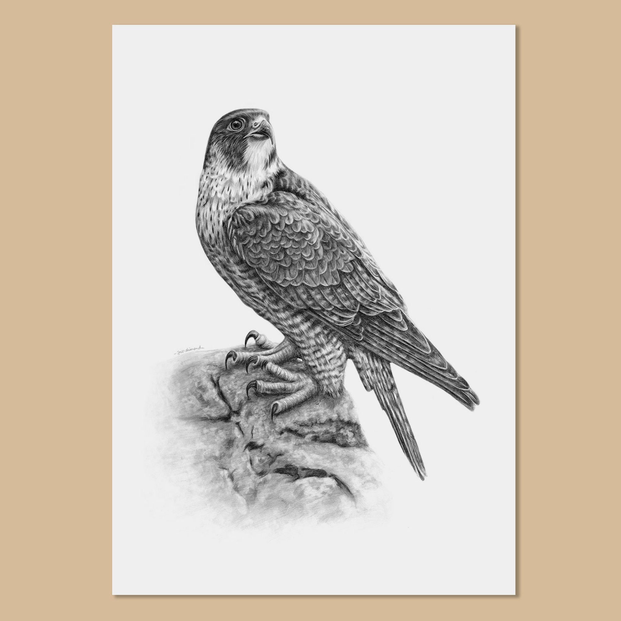 Peregrine Falcon Art Prints A3, A4, A5 Sizes Falcon Drawing Falco ...