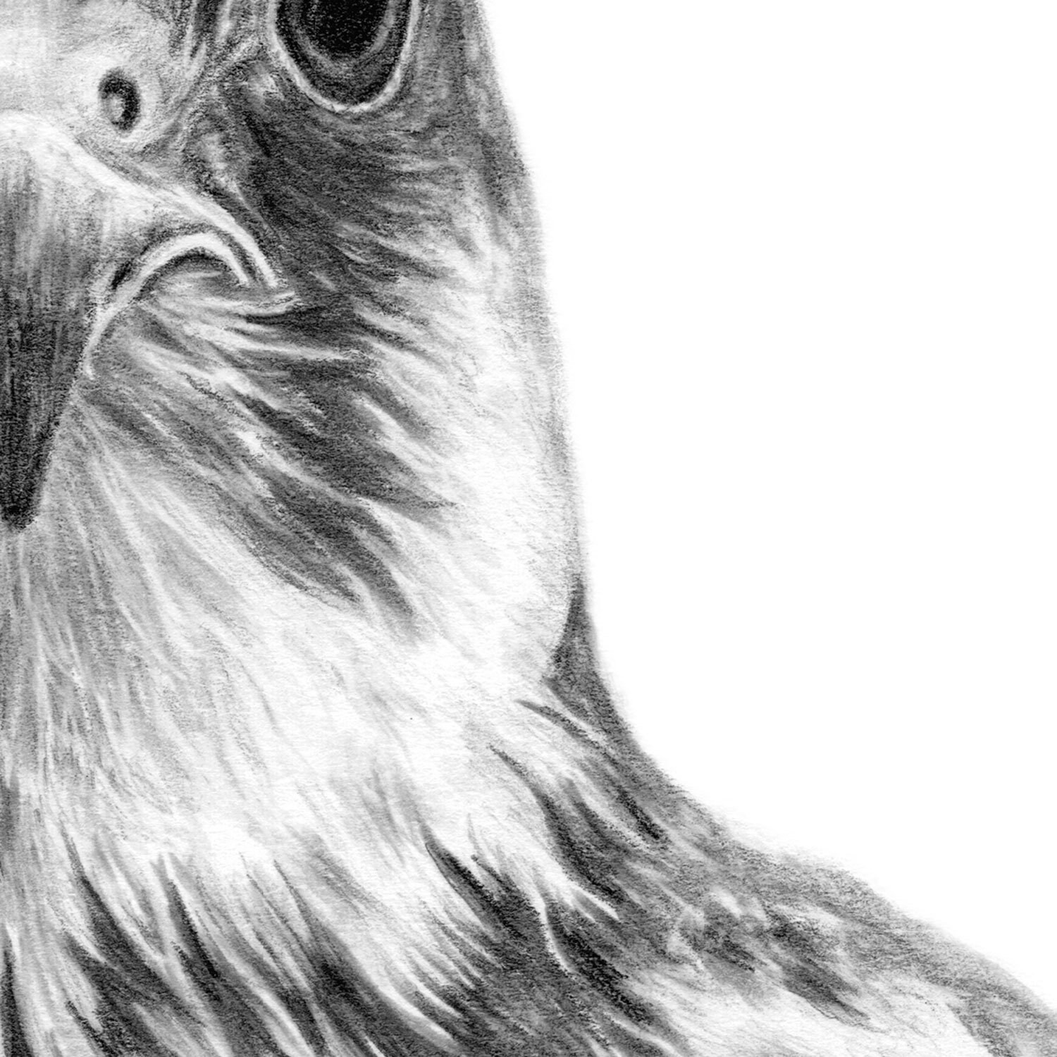 Hobby Art Prints A3, A4, A5 Sizes Falco Subbuteo Falcon Pencil Drawing ...
