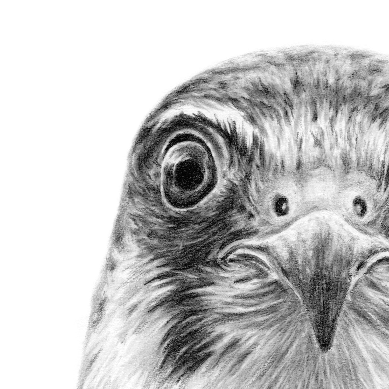Hobby Art Prints A3, A4, A5 Sizes Falco Subbuteo Falcon Pencil Drawing ...
