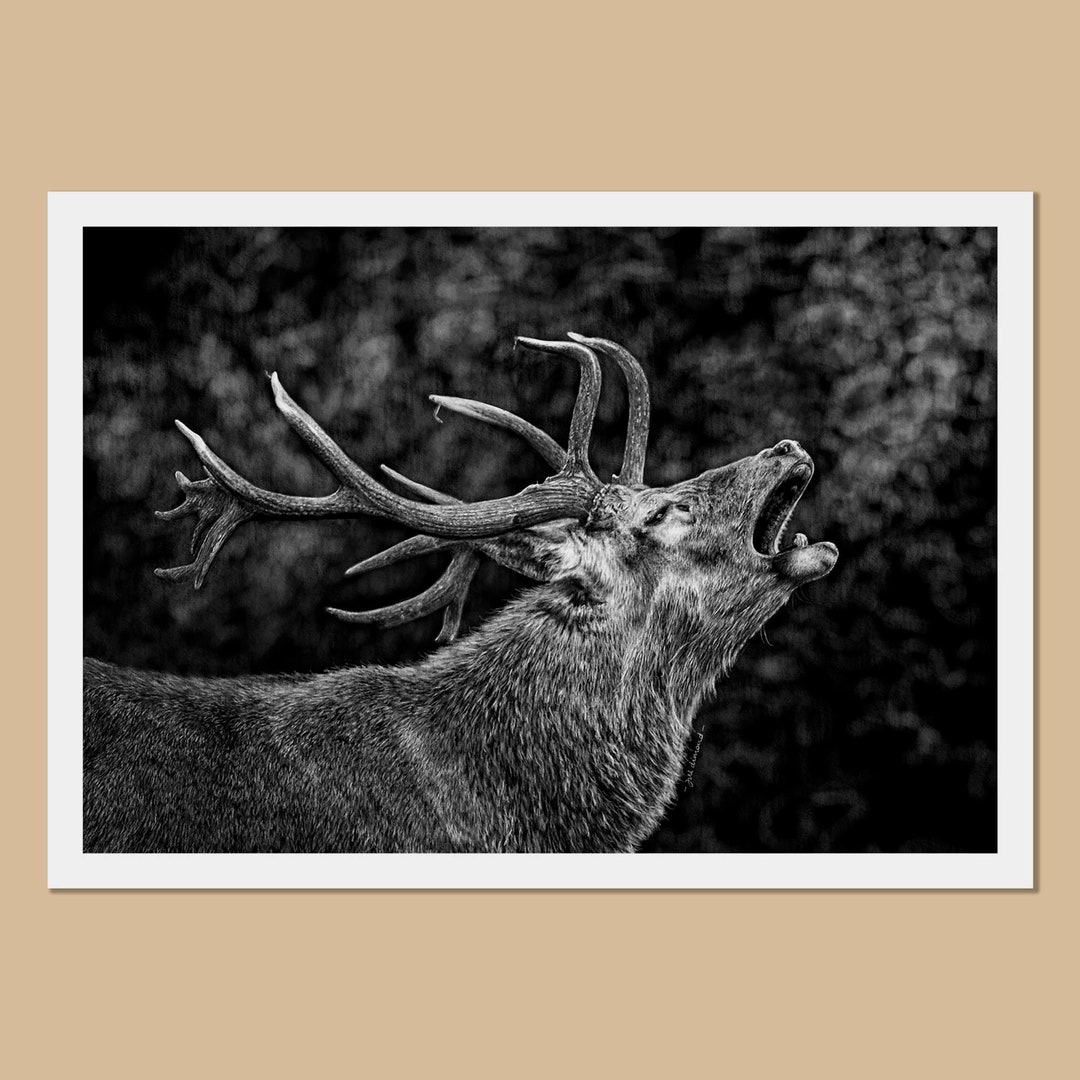 Red Deer Art Prints - A3, A4, A5 Sizes - Stag Drawing - Wildlife Art ...