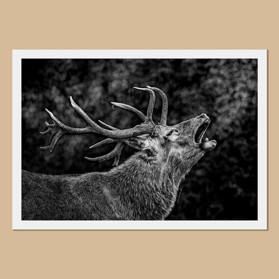 Red Deer Art Prints A3 A4 A5 Sizes Stag Drawing - Etsy
