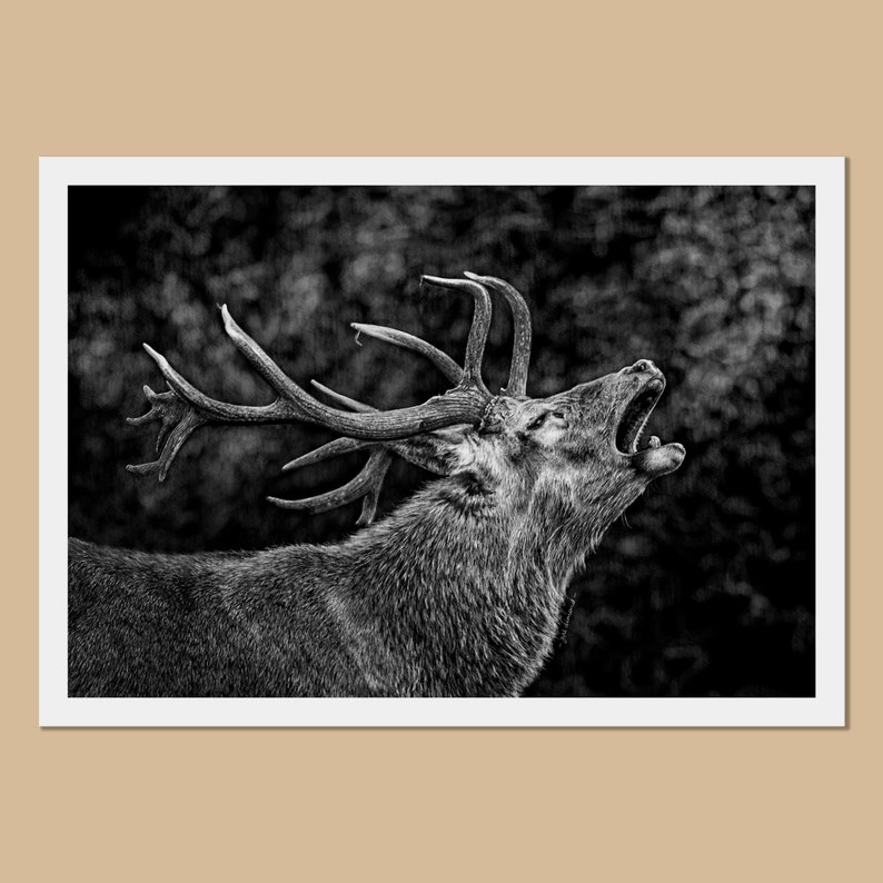 Red Deer Art Prints - A3, A4, A5 Sizes - Stag Drawing - Wildlife Art ...