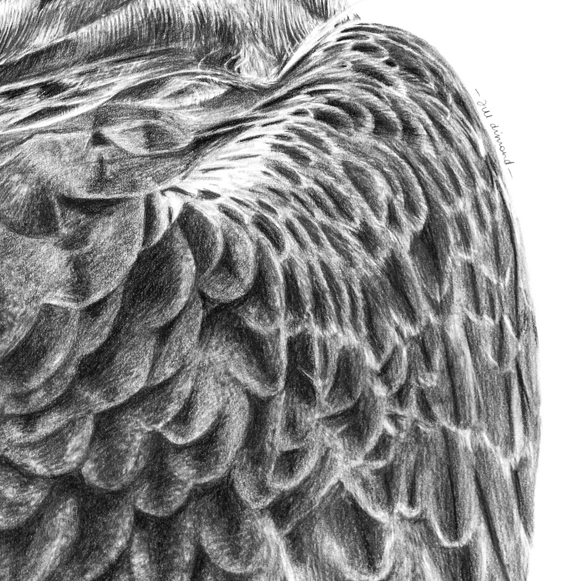 Golden Eagle Art Prints A3, A4, A5 Sizes Aquila Chrysaetos Eagle Pencil ...