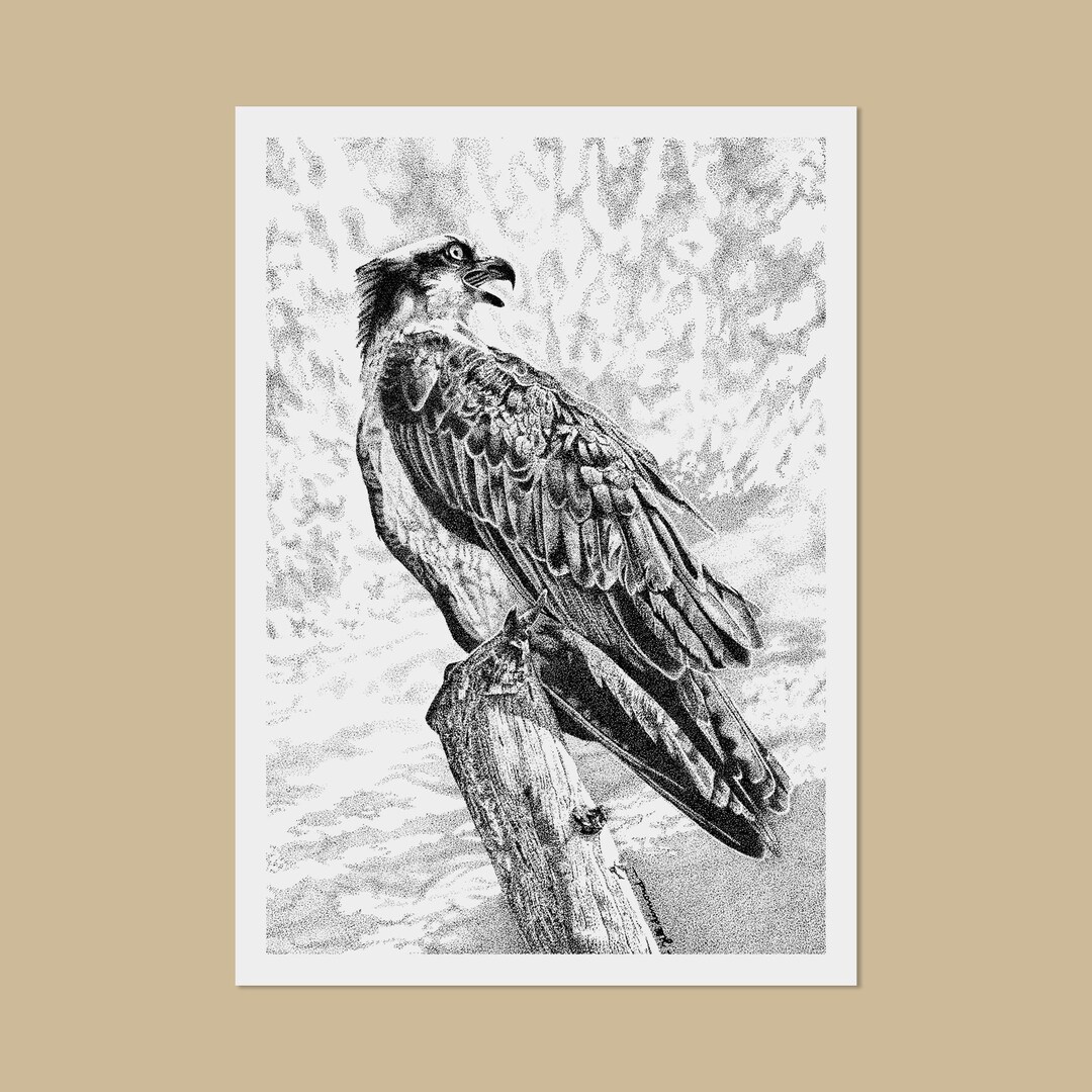 Osprey Art Prints - A3, A4, A5 Sizes - Bird of Prey Wall Art - Pen ...