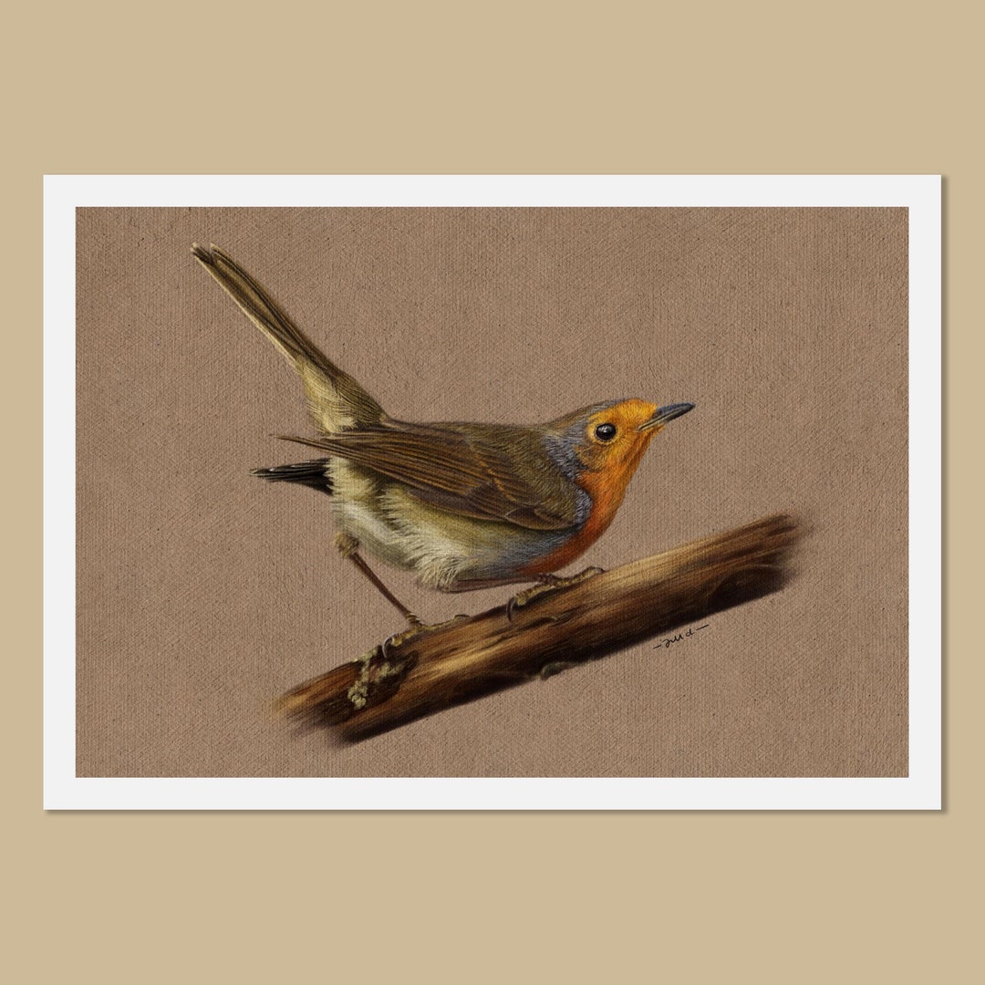 European Robin Art Prints - A3, A4, A5 Sizes - Erithacus Rubecula ...