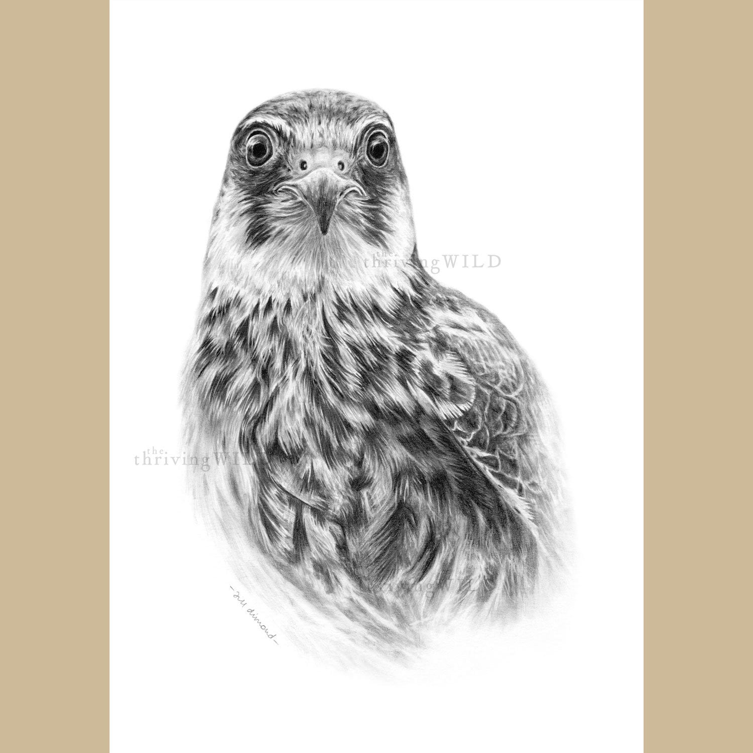 Hobby Art Prints A3, A4, A5 Sizes Falco Subbuteo Falcon Pencil Drawing ...
