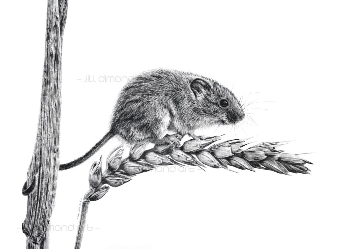 Harvest Mouse Art Prints A3 A4 A5 Sizes Cute Mouse - Etsy
