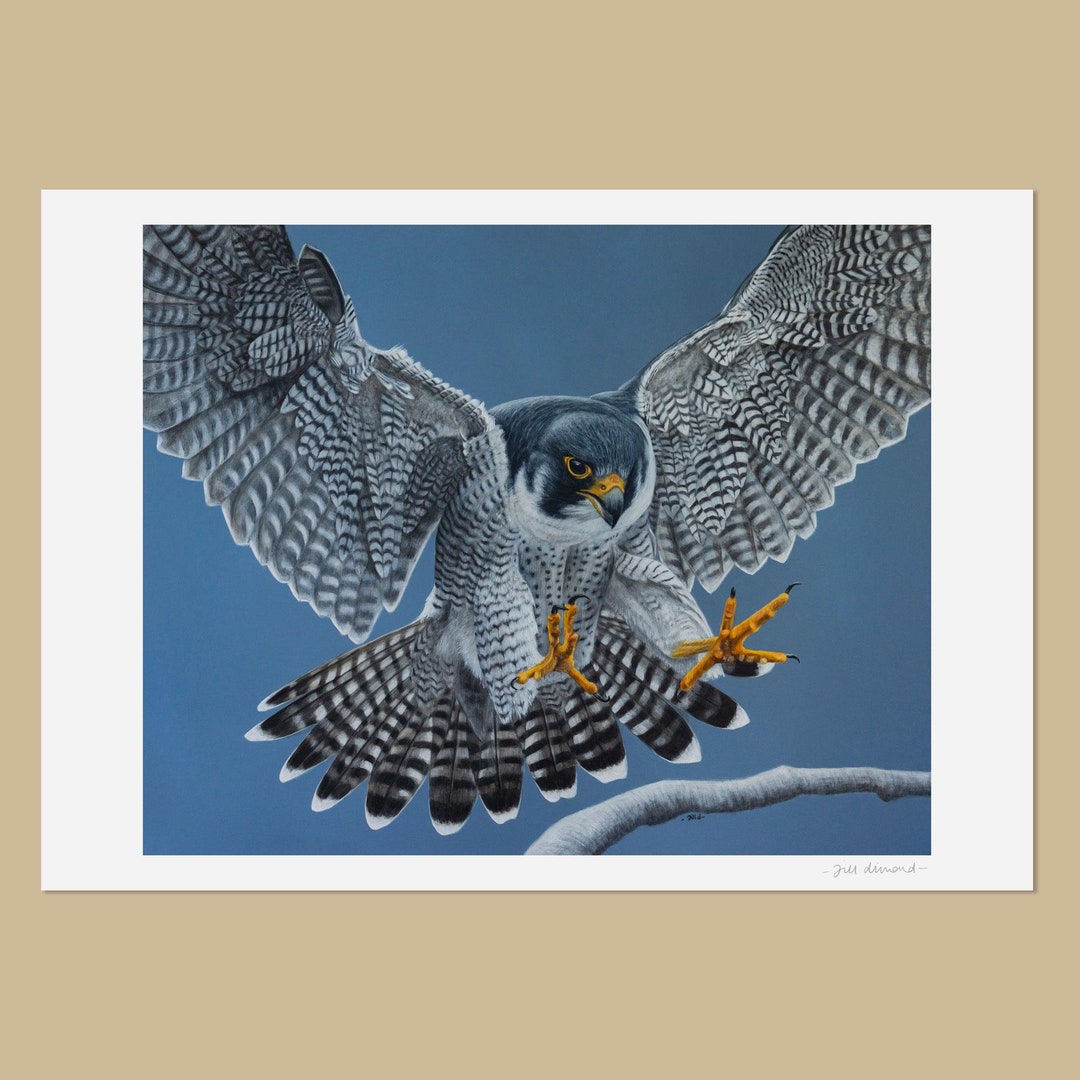 Flying Peregrine Falcon Art Prints, A3 & A4 Sizes, Falco Peregrinus ...