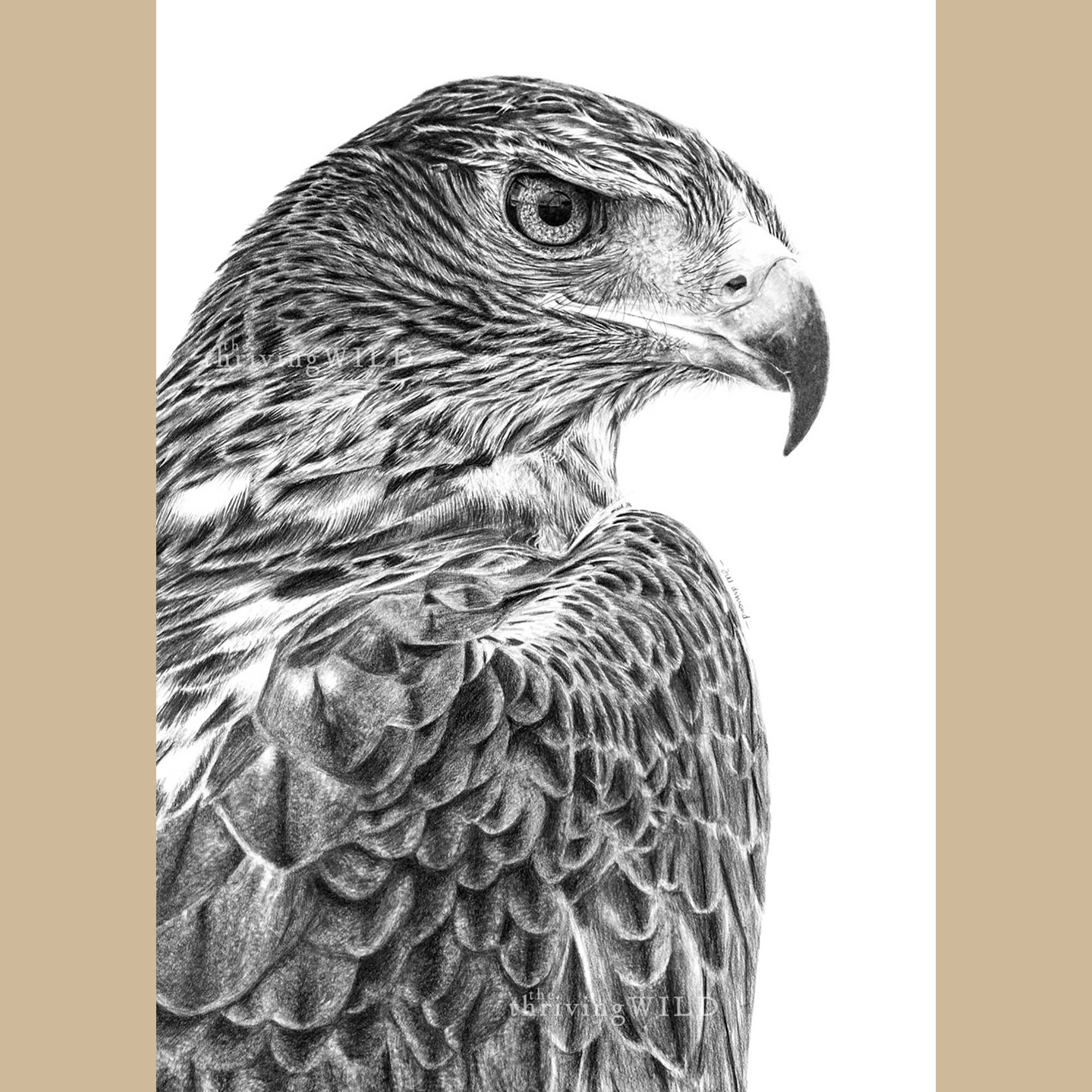 Golden Eagle Art Prints A3, A4, A5 Sizes Aquila Chrysaetos Eagle Pencil ...