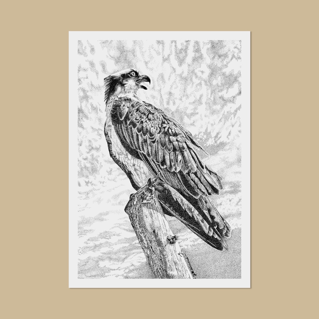 Osprey Art Prints A3, A4, A5 Sizes Bird of Prey Wall Art Pen Stippling ...