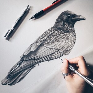 Crow Art Prints - A3, A4, A5 Sizes - Corvus Corone - Bird Wall Art ...