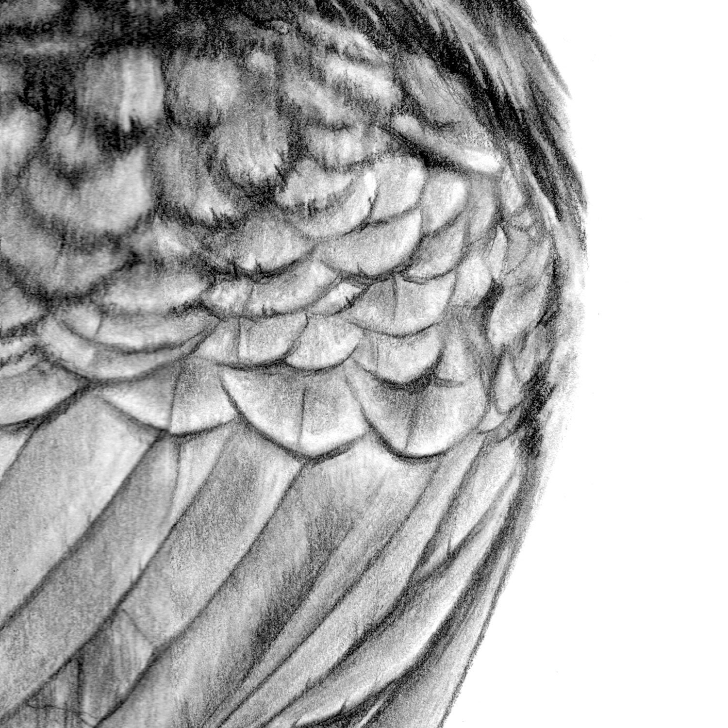 Crow Art Prints - A3, A4, A5 Sizes - Corvus Corone - Bird Wall Art ...