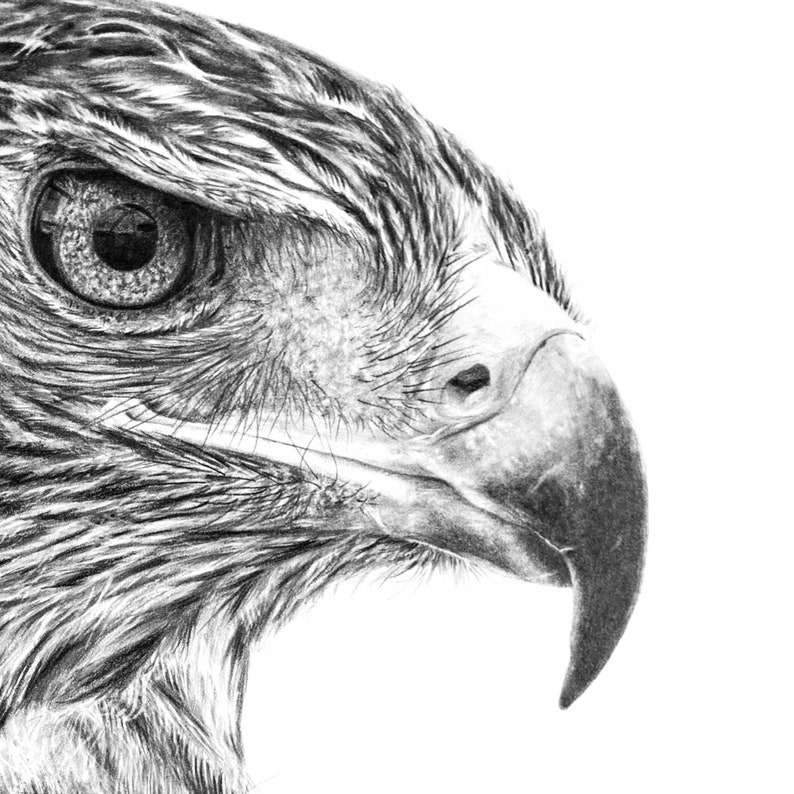 Golden Eagle Art Prints A3, A4, A5 Sizes Aquila Chrysaetos Eagle Pencil ...