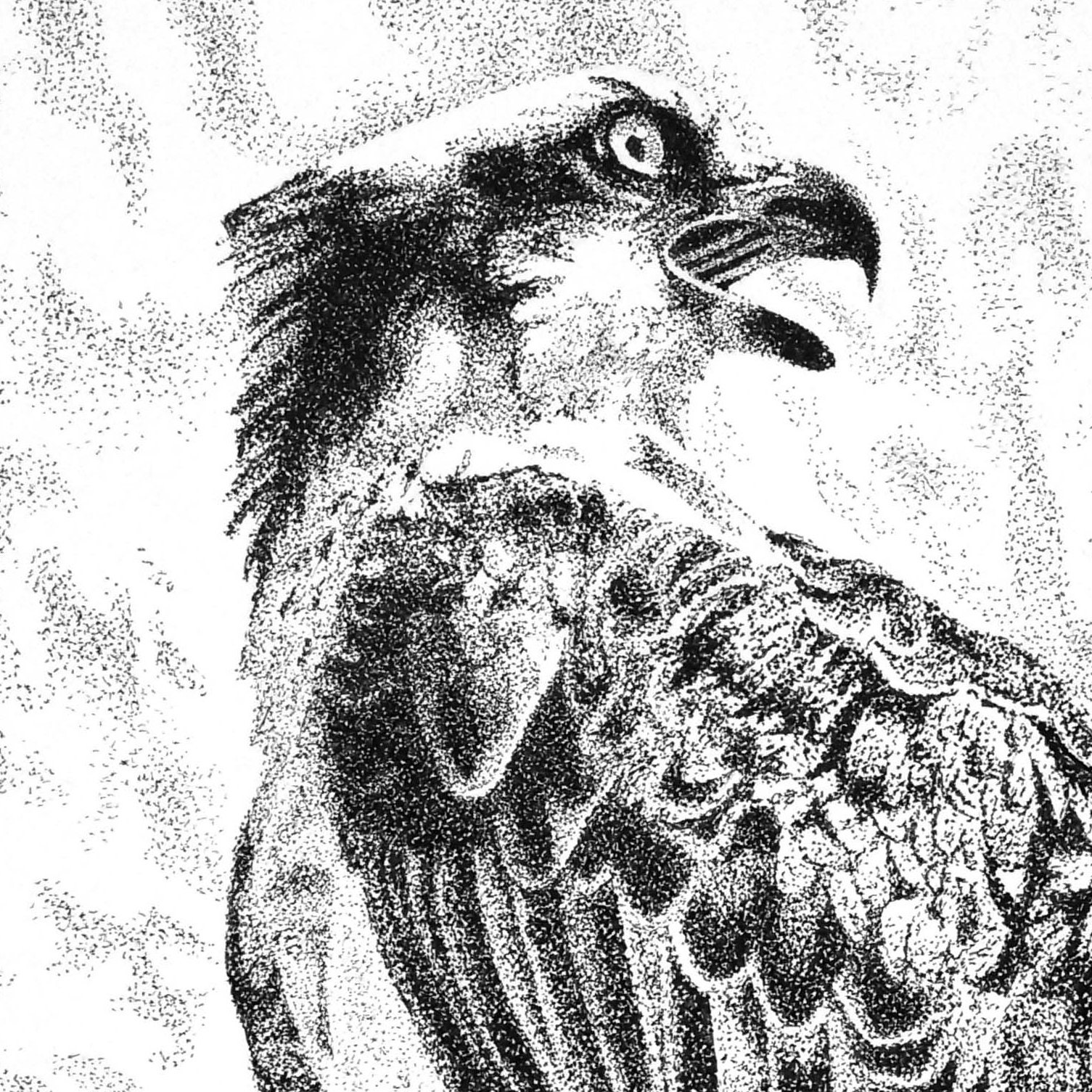 Osprey Art Prints A3 A4 A5 Sizes Bird of Prey Wall Art - Etsy UK