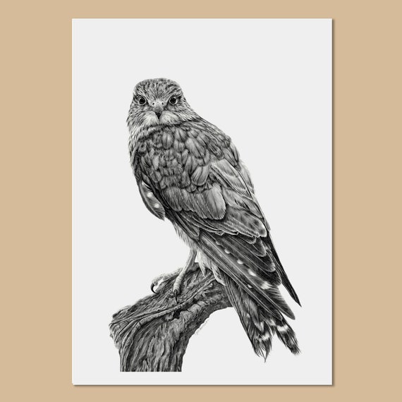 Female Merlin Art Prints A3 A4 A5 Sizes Falco - Etsy