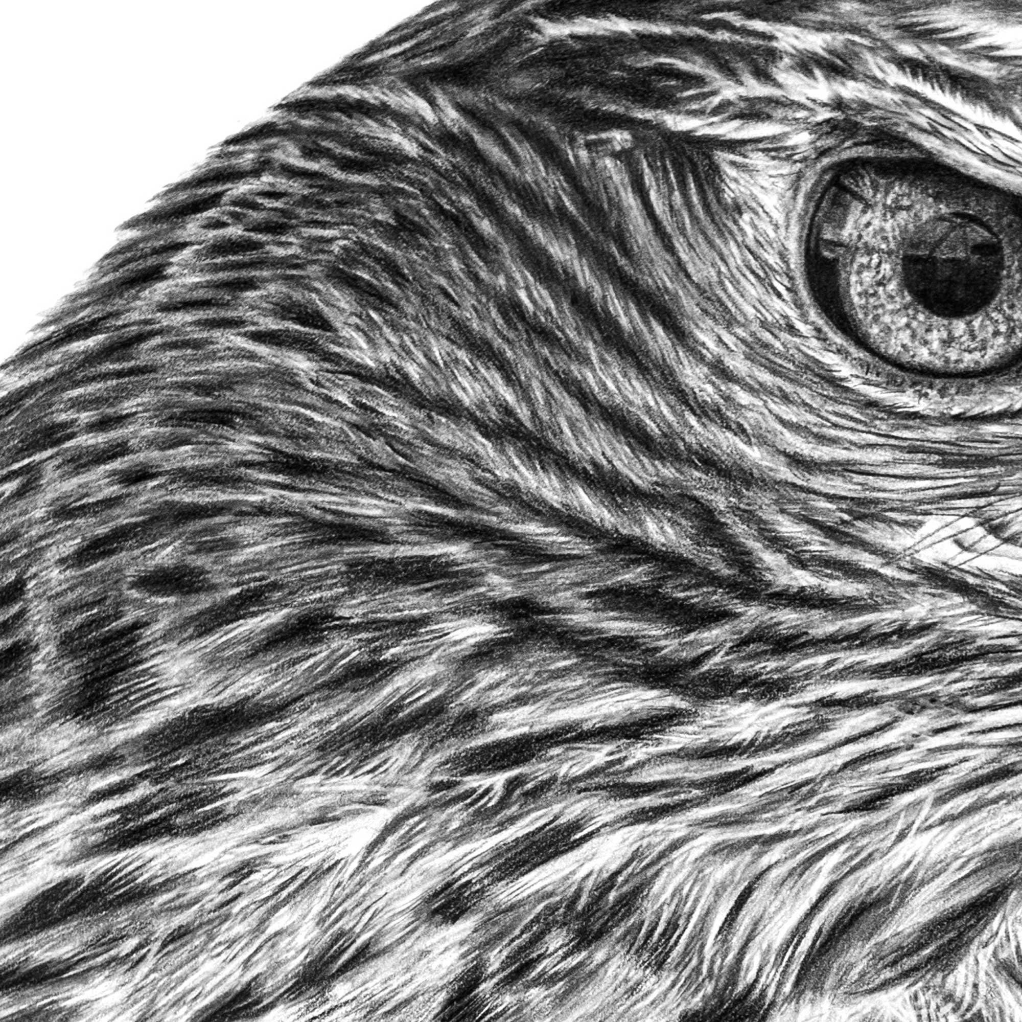Golden Eagle Art Prints A3, A4, A5 Sizes Aquila Chrysaetos Eagle Pencil ...