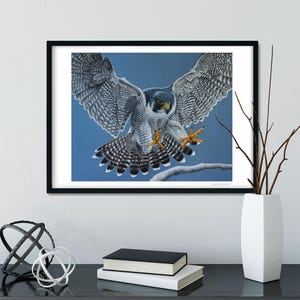 Flying Peregrine Falcon Art Prints, A3 & A4 Sizes, Falco Peregrinus ...