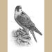 Peregrine Falcon Art Prints - A3, A4, A5 Sizes - Falcon Drawing - Falco ...