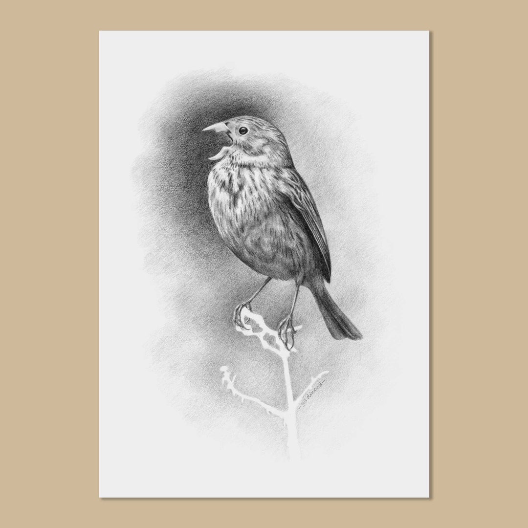 Corn Bunting Art Prints - A3, A4, A5 Sizes - Emberiza Calandra - Small ...