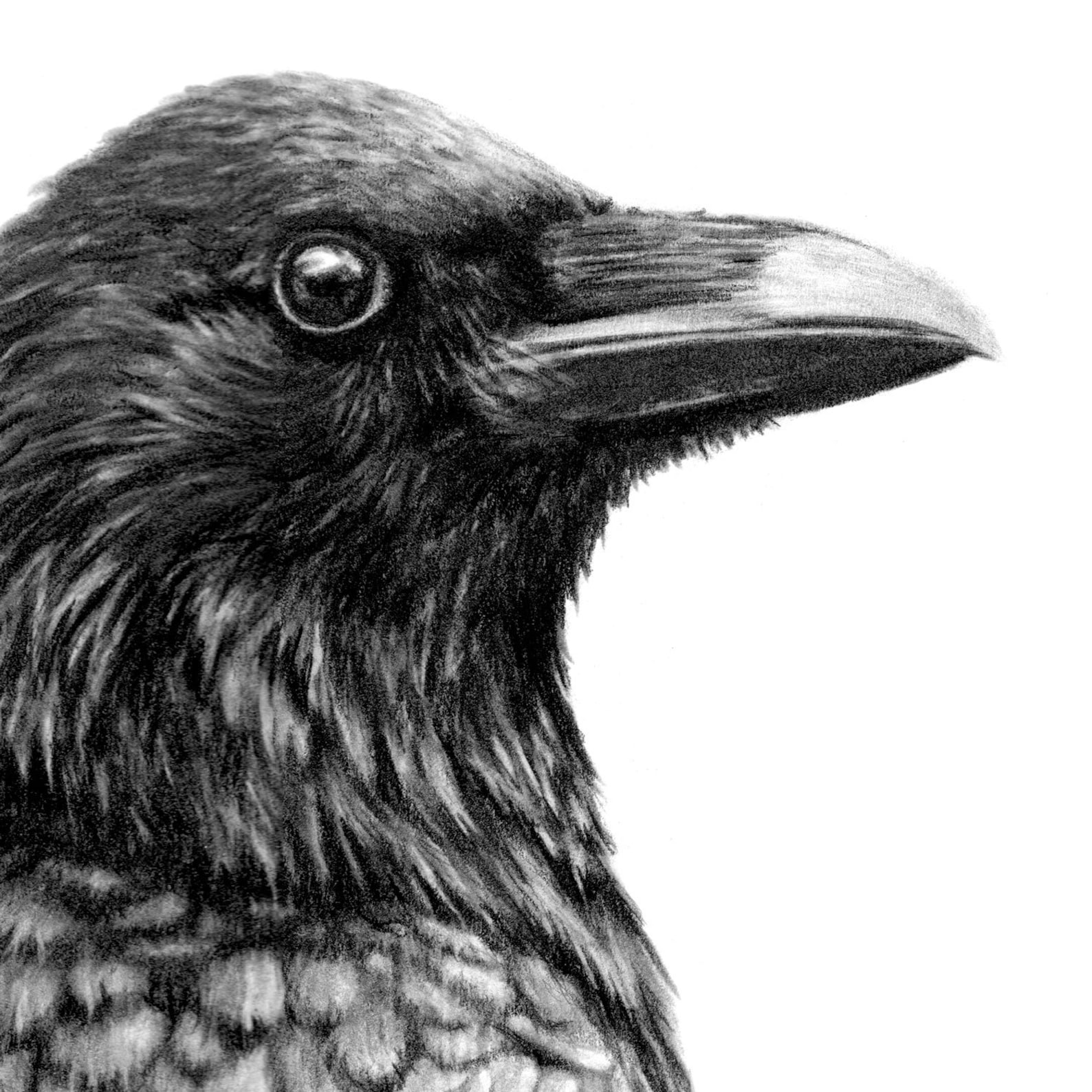 Original Crow Pencil Drawing Hand Drawn Corvid Bird Art - Etsy