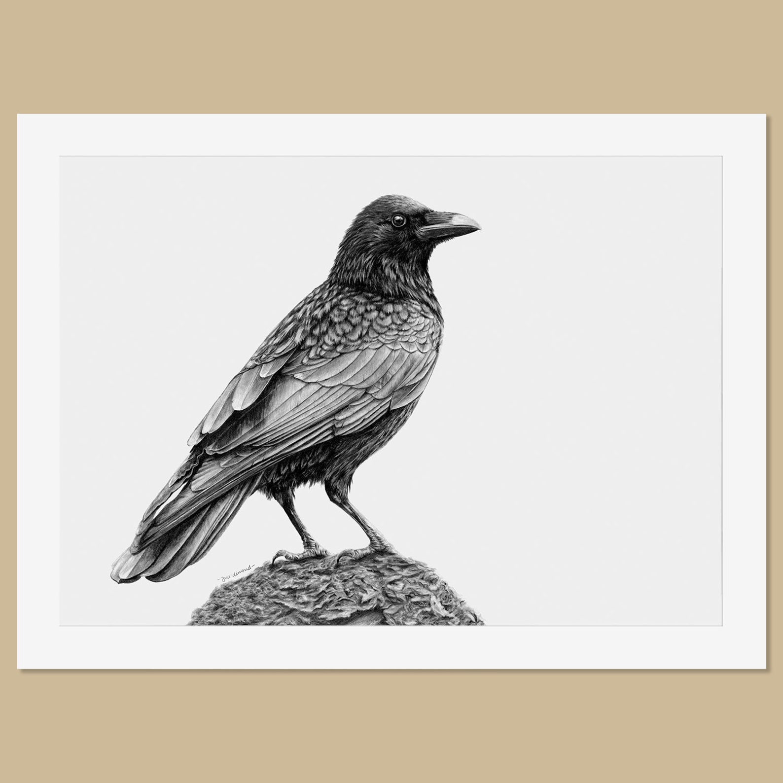 Original Crow Pencil Drawing Hand Drawn Corvid Bird Art - Etsy