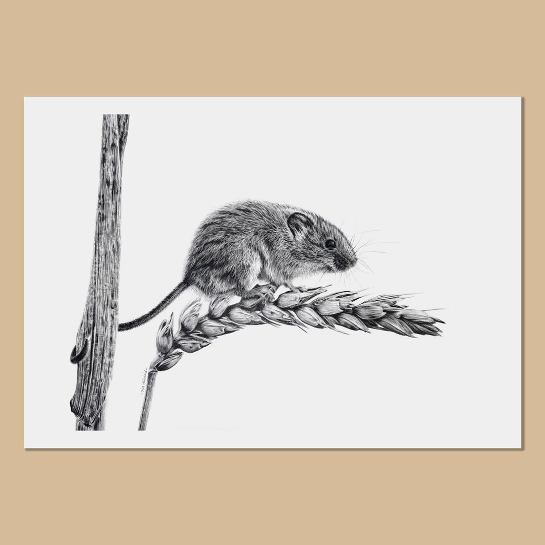 Harvest Mouse Art Prints - A3, A4, A5 Sizes - Cute Mouse Pencil Drawing ...