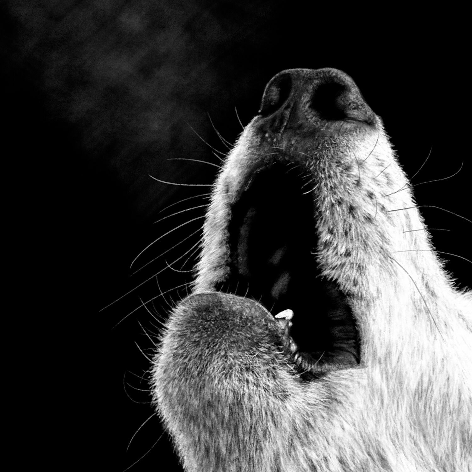 Howling Wolf Art Prints A3 A4 A5 Sizes White Wolf - Etsy