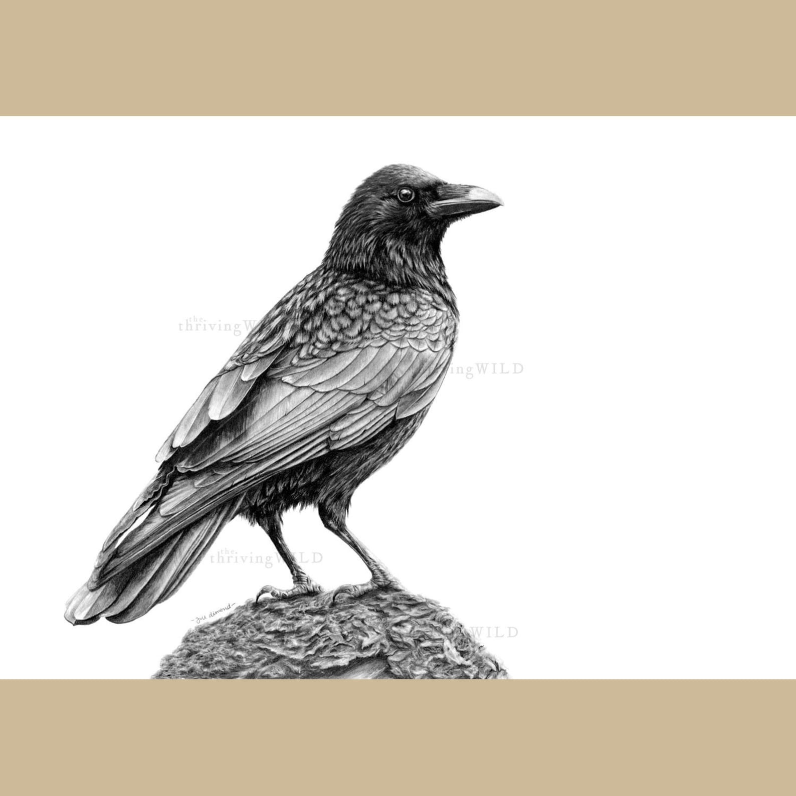Original Crow Pencil Drawing Hand Drawn Corvid Bird Art - Etsy