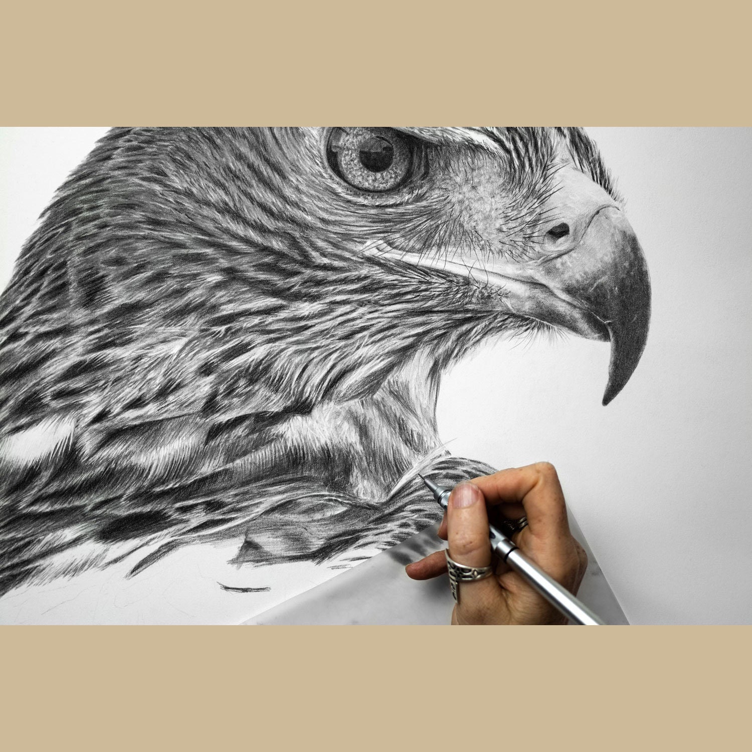 Golden Eagle Art Prints A3, A4, A5 Sizes Aquila Chrysaetos Eagle Pencil ...