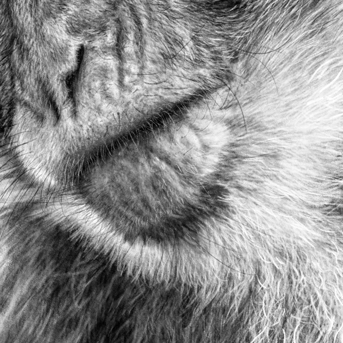 Mother and Baby Macaque Art Prints A3, A4, A5 Sizes Monkey Digital ...