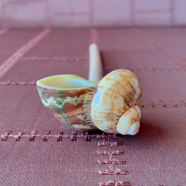 Seashell Pipe - Etsy