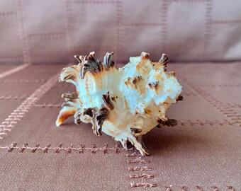 Seashell Smoking Pipe - Etsy