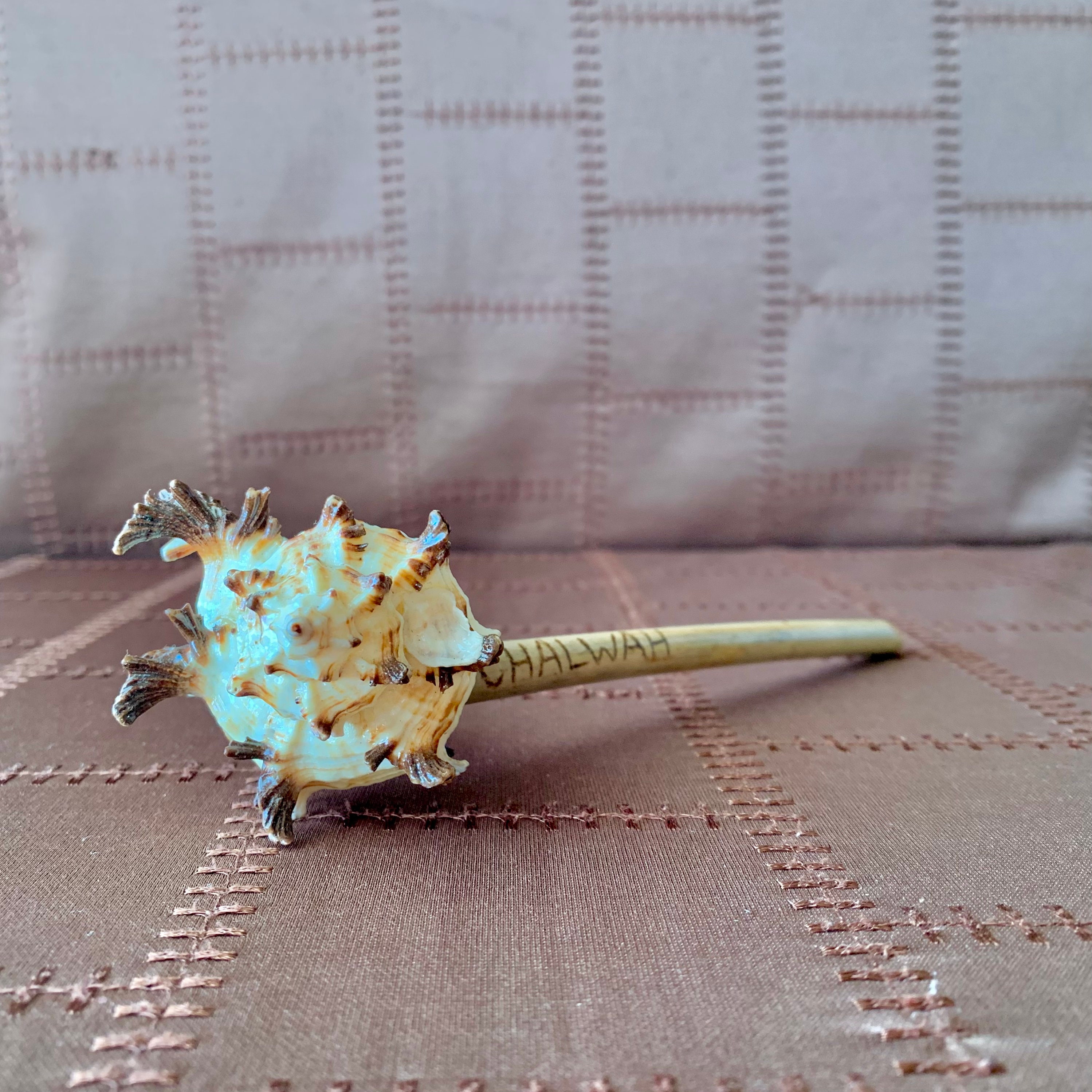 Murex Seashell Pipe - Etsy