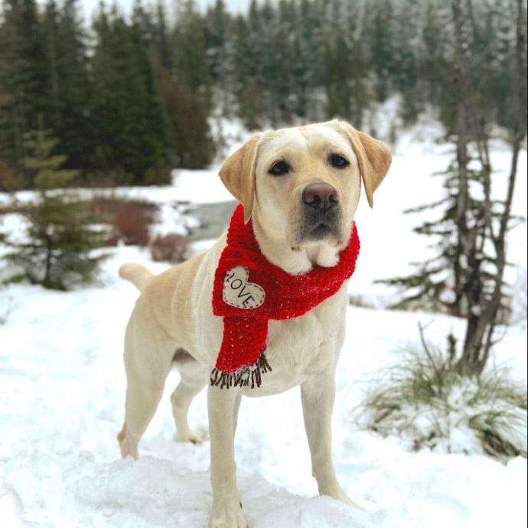 Red Winter Scarf, Valentines Day Dog Accessory, Valentines Day Dog ...