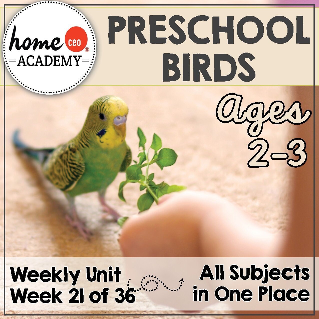 Preschool Homeschool Birds Unit - Etsy