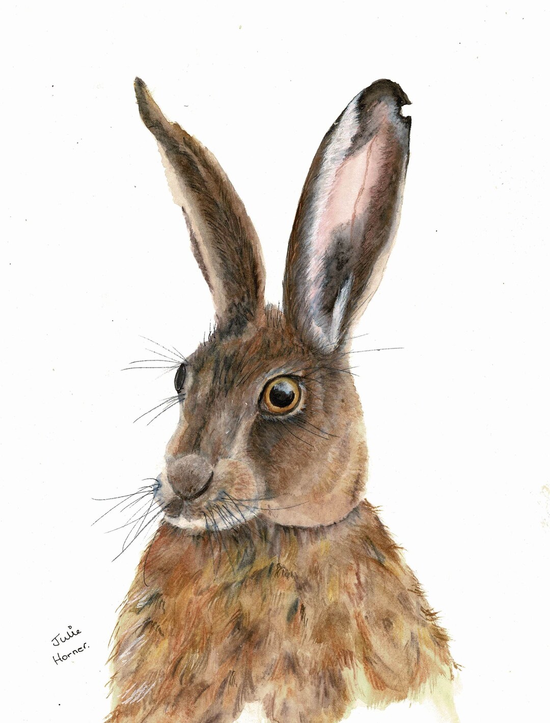 Hare Portrait, Original Watercolour 10 X 7 Inches, Detailed Hare, Hare ...