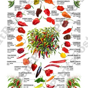 Hot Chili Pepper Poster, Chili Pepper Art, Scoville Scale, Chili Pepper ...