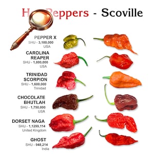 Chili Pepper Decor | Vibrant Scoville Scale Poster Art - Etsy