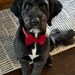 Red Dog Bow - Etsy