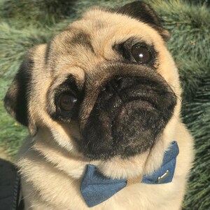 Denim Dog Bow - Etsy