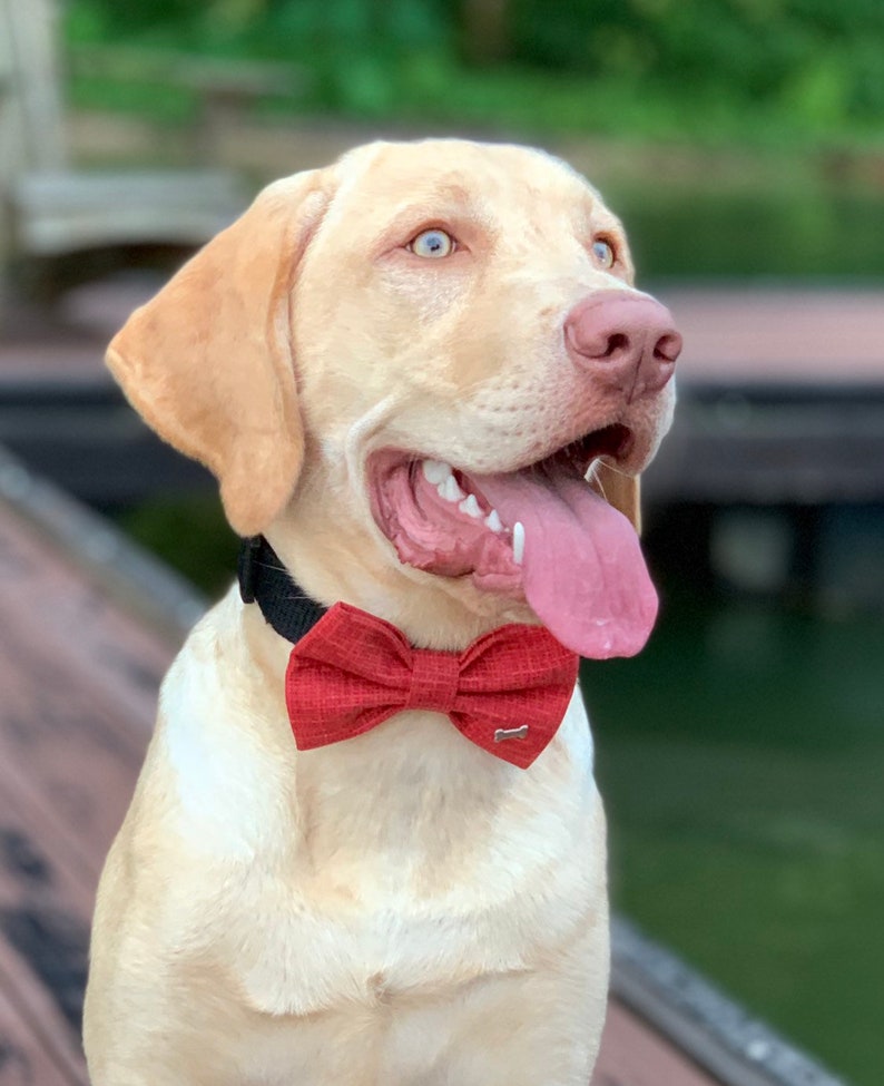 Red Dog Bow - Etsy