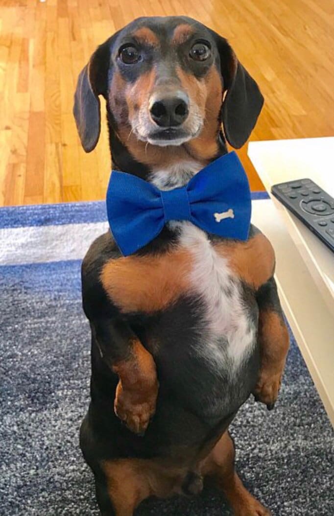 Royal Blue Dog Bow | Etsy