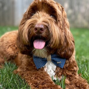 Denim Dog Bow - Etsy